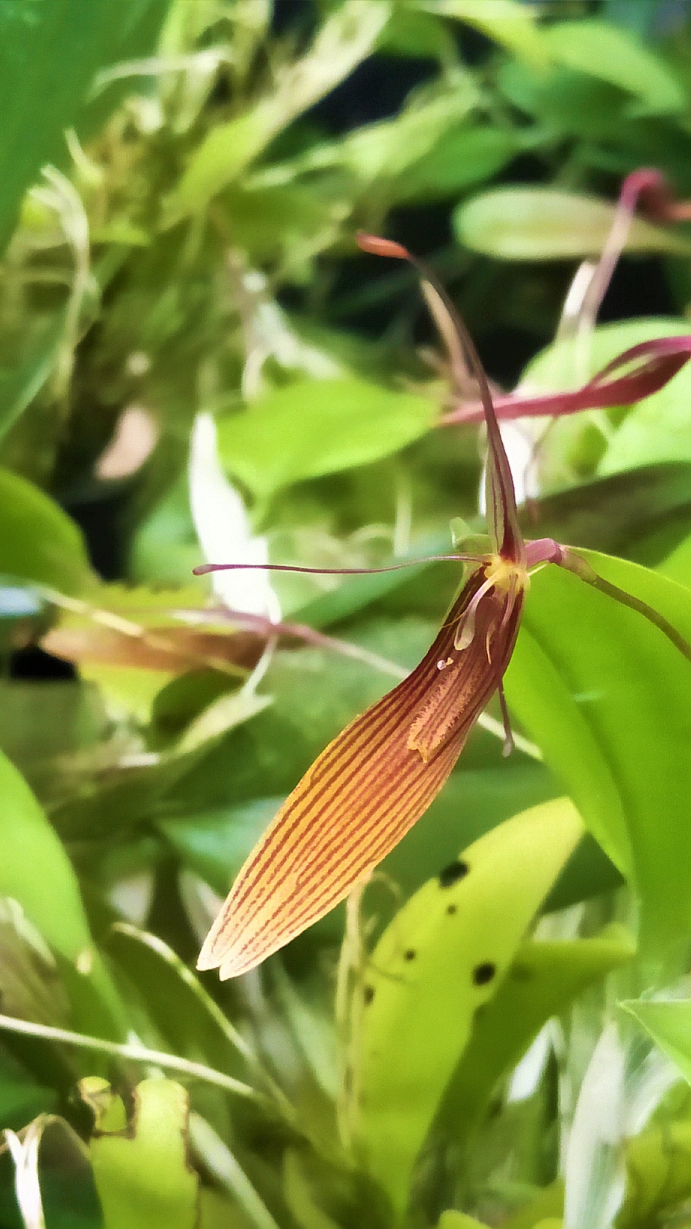 Restrepia species #2 (trichoglossa) - 50mm pot | Royale Orchids