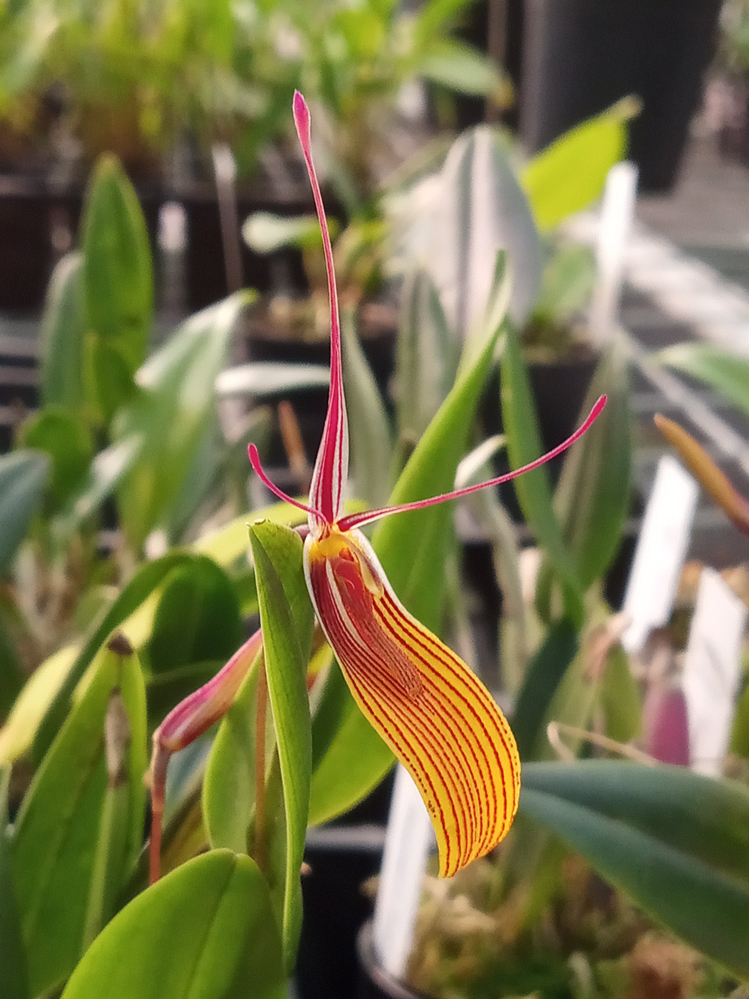 Restrepia brachypus - 60mm pot | Royale Orchids